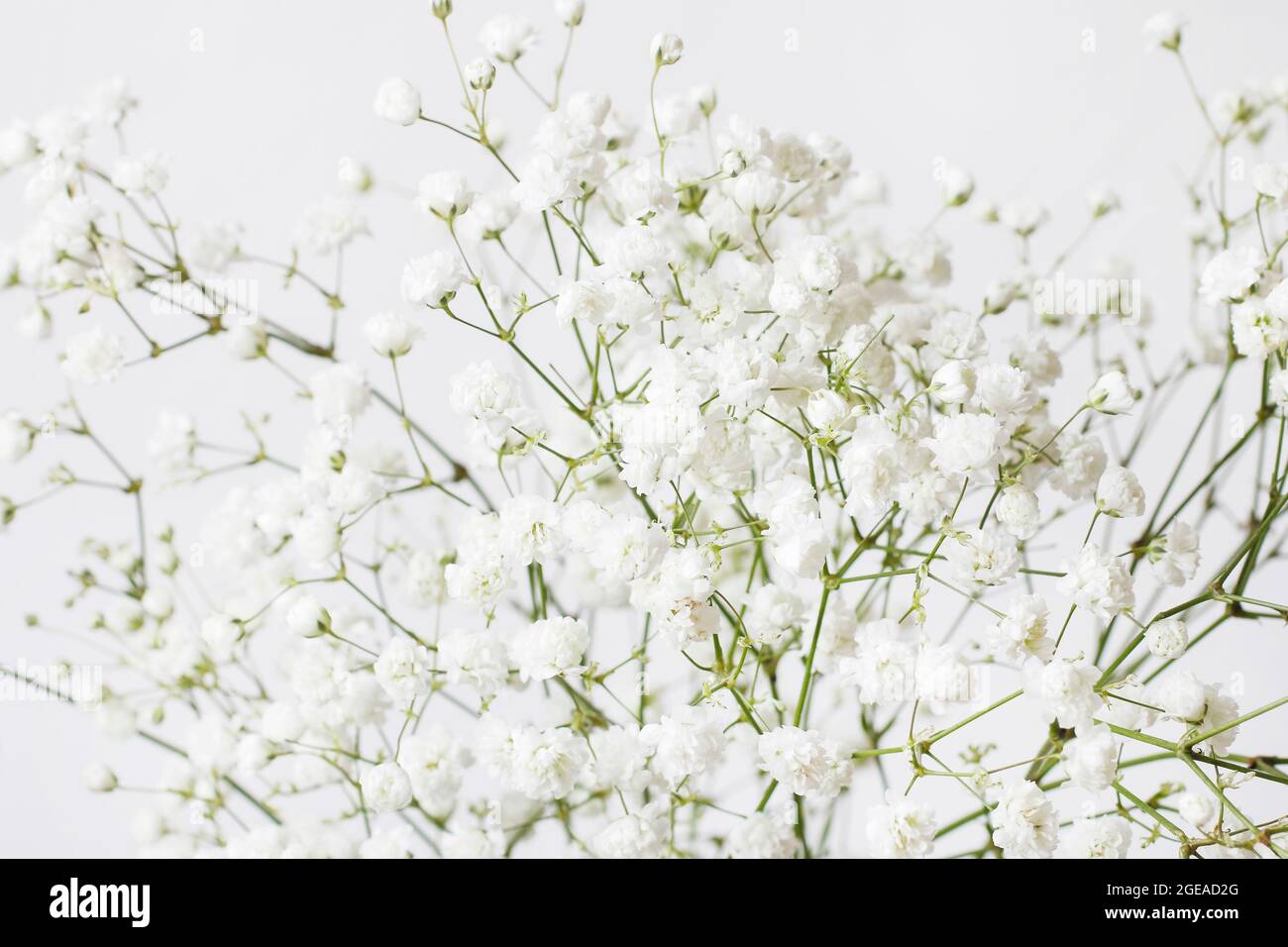 Blurred white gypsophila flowers hi-res stock photography and images ...