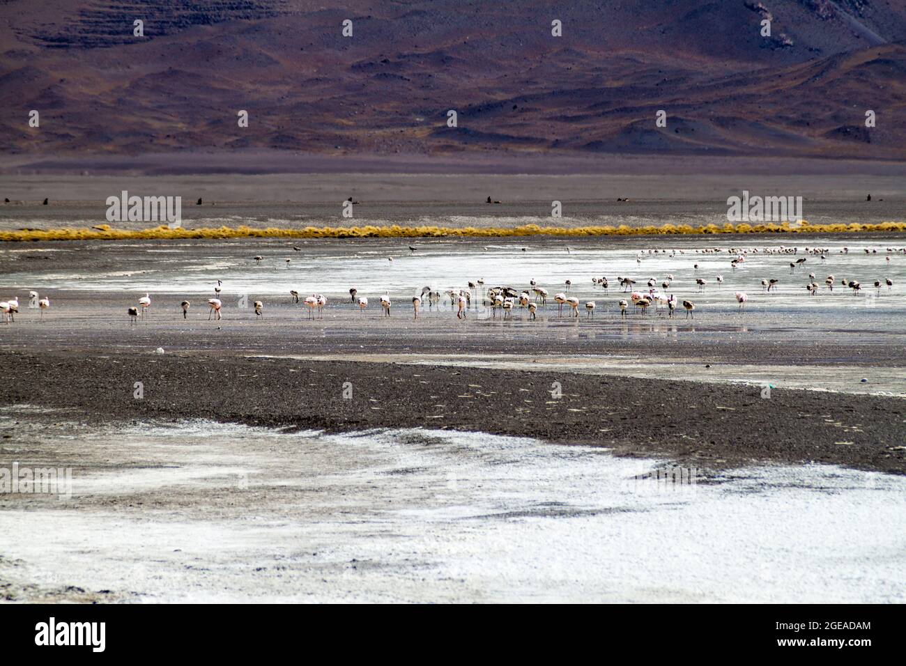 Flamingos in Laguna Colorada lake in Bolivia Stock Photo - Alamy