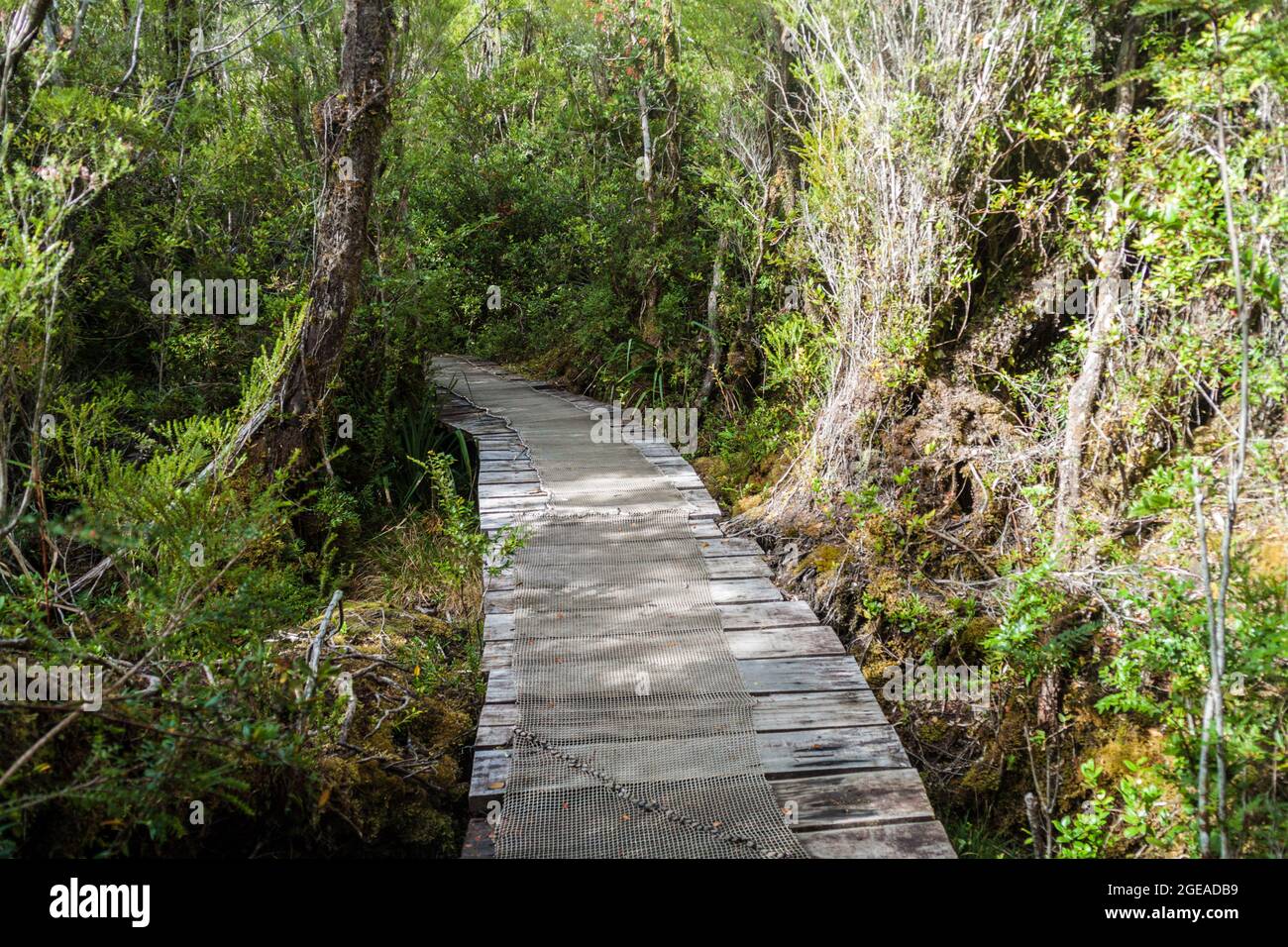 Boardwalk on a trekking trail in a forest in National Park Chiloe ...