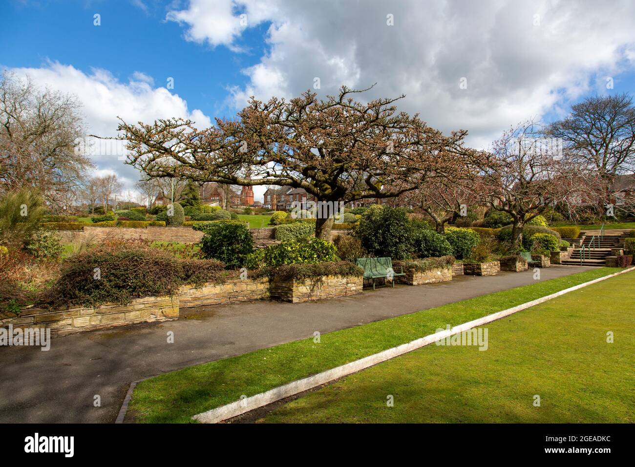 'Albi plena' cherry tree, Burslem Park, Burslem, Stoke on Trent ...