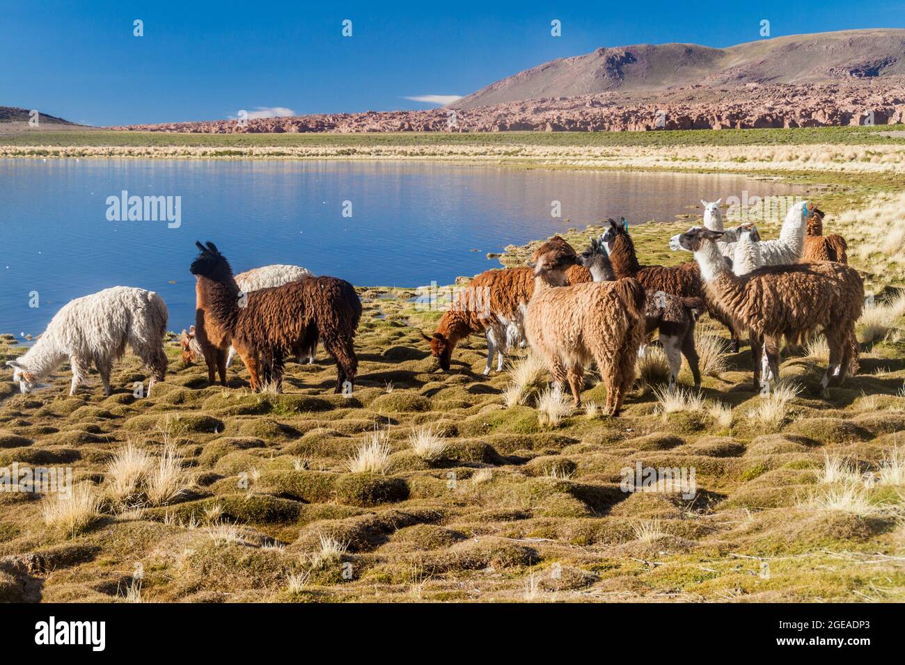 Bolivian alpaca with grass landscape hi-res stock photography and ...