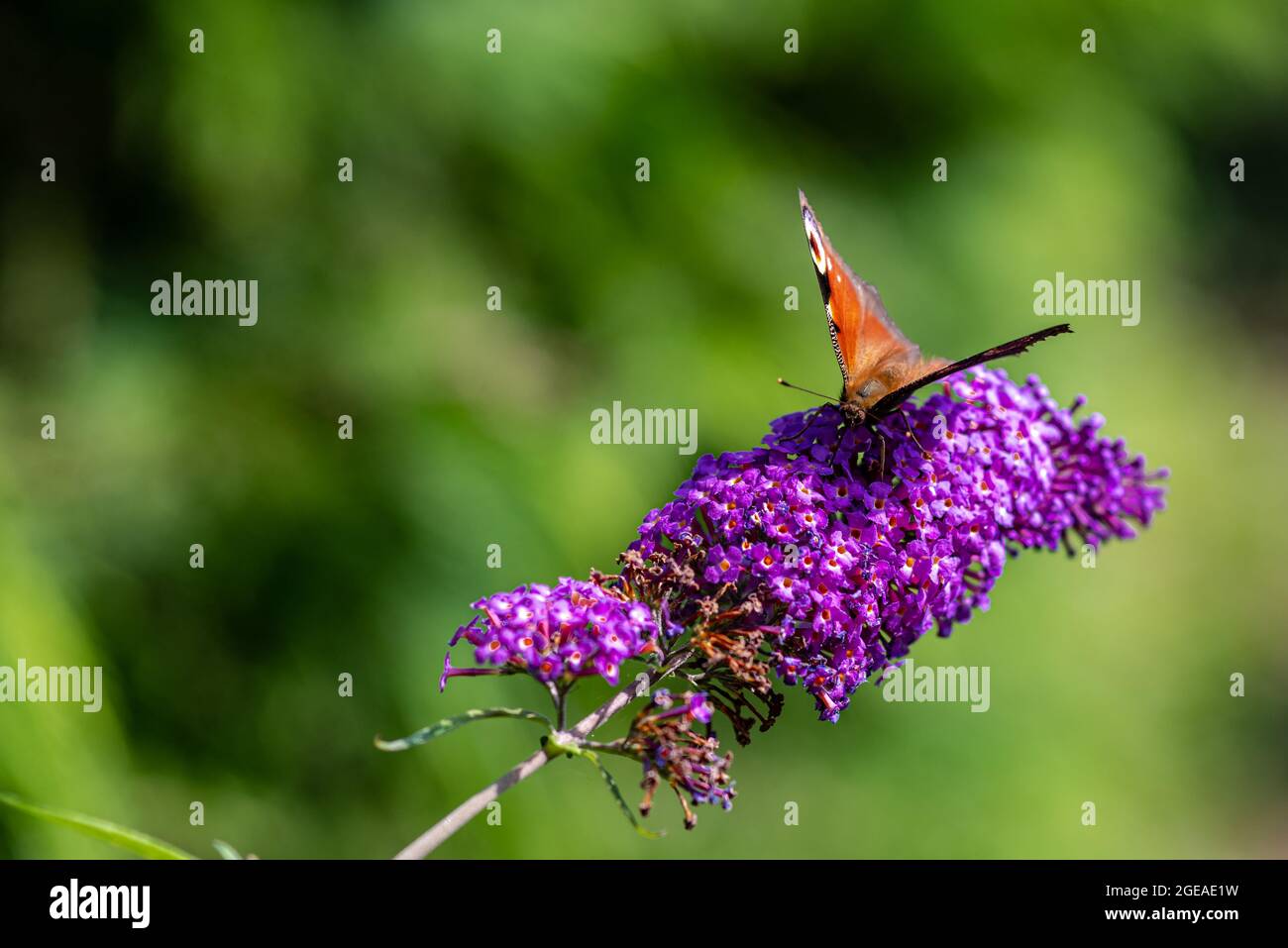 Purple color wings hi-res stock photography and images - Alamy