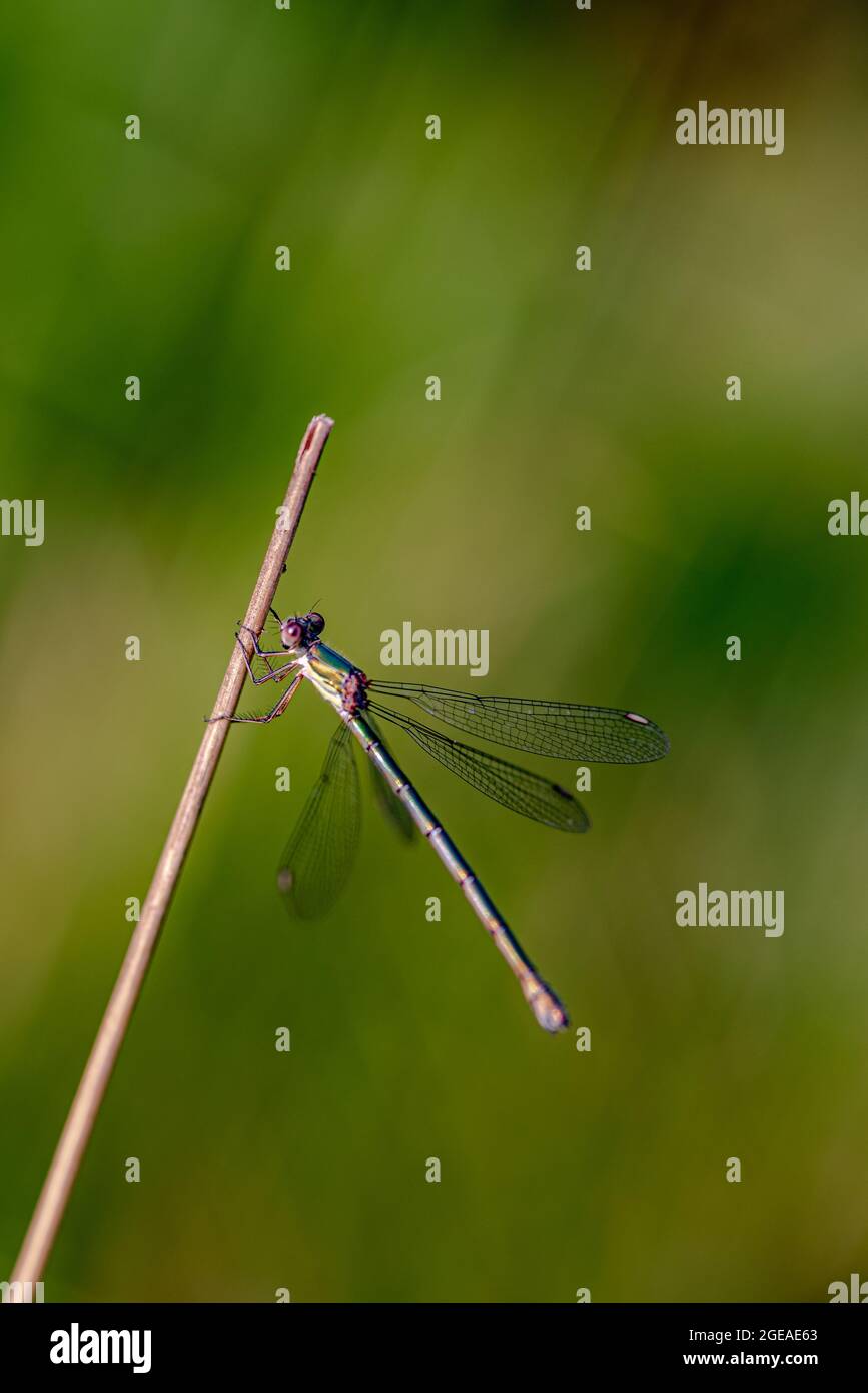 Dragon stick insect hi-res stock photography and images - Alamy