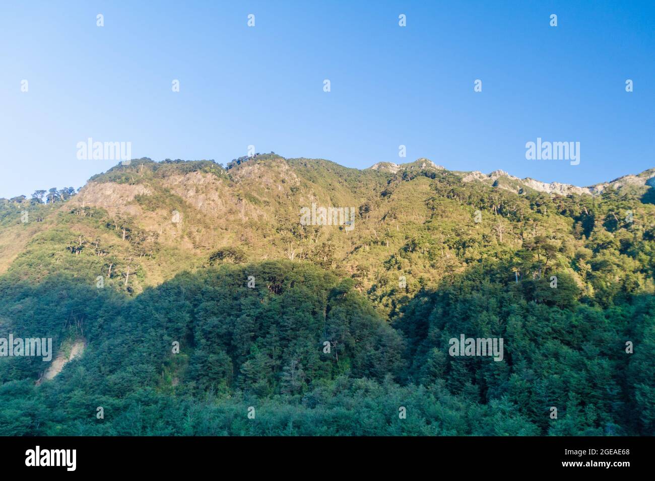 Forest on mountains near Ensenada village, Chile Stock Photo - Alamy
