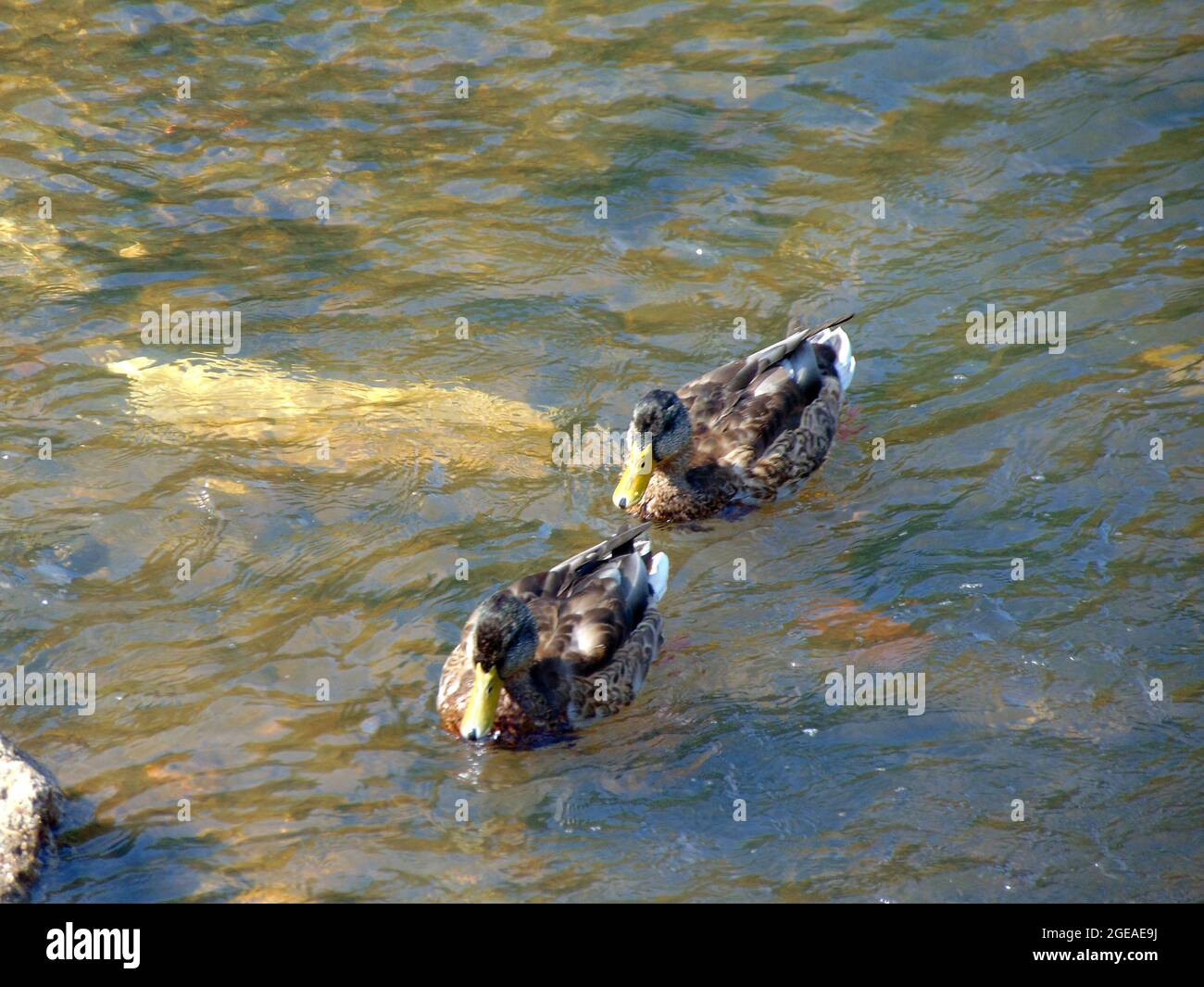 Baia mare river hi-res stock photography and images - Alamy