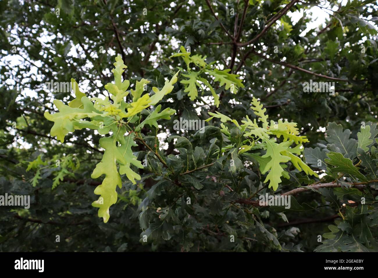 Oak Tree Leaves Texture