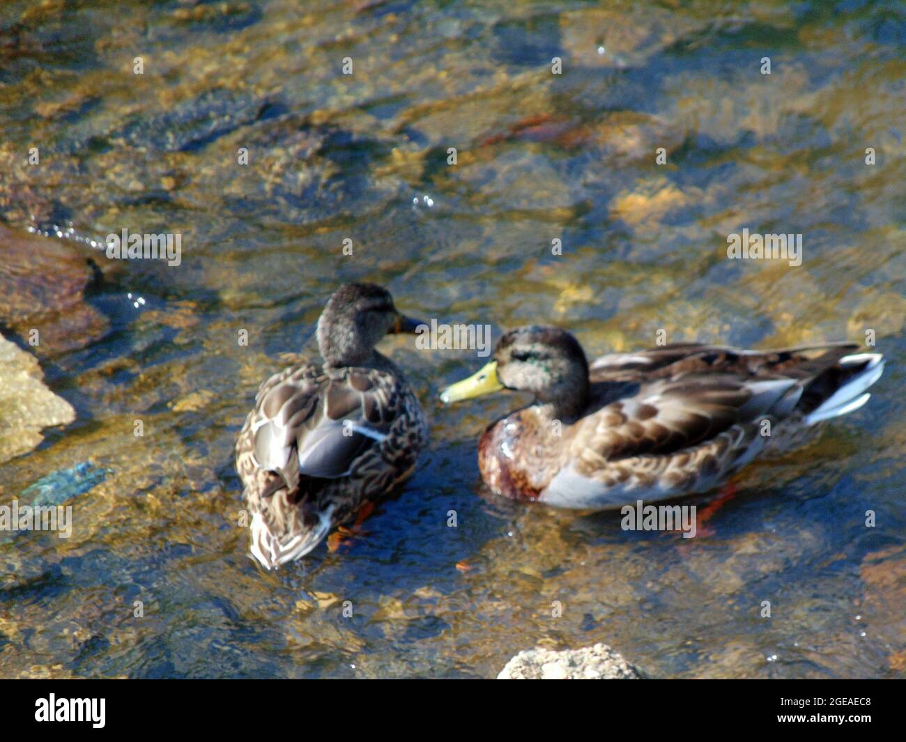 ducks on the river in Baia Mare city Stock Photo - Alamy