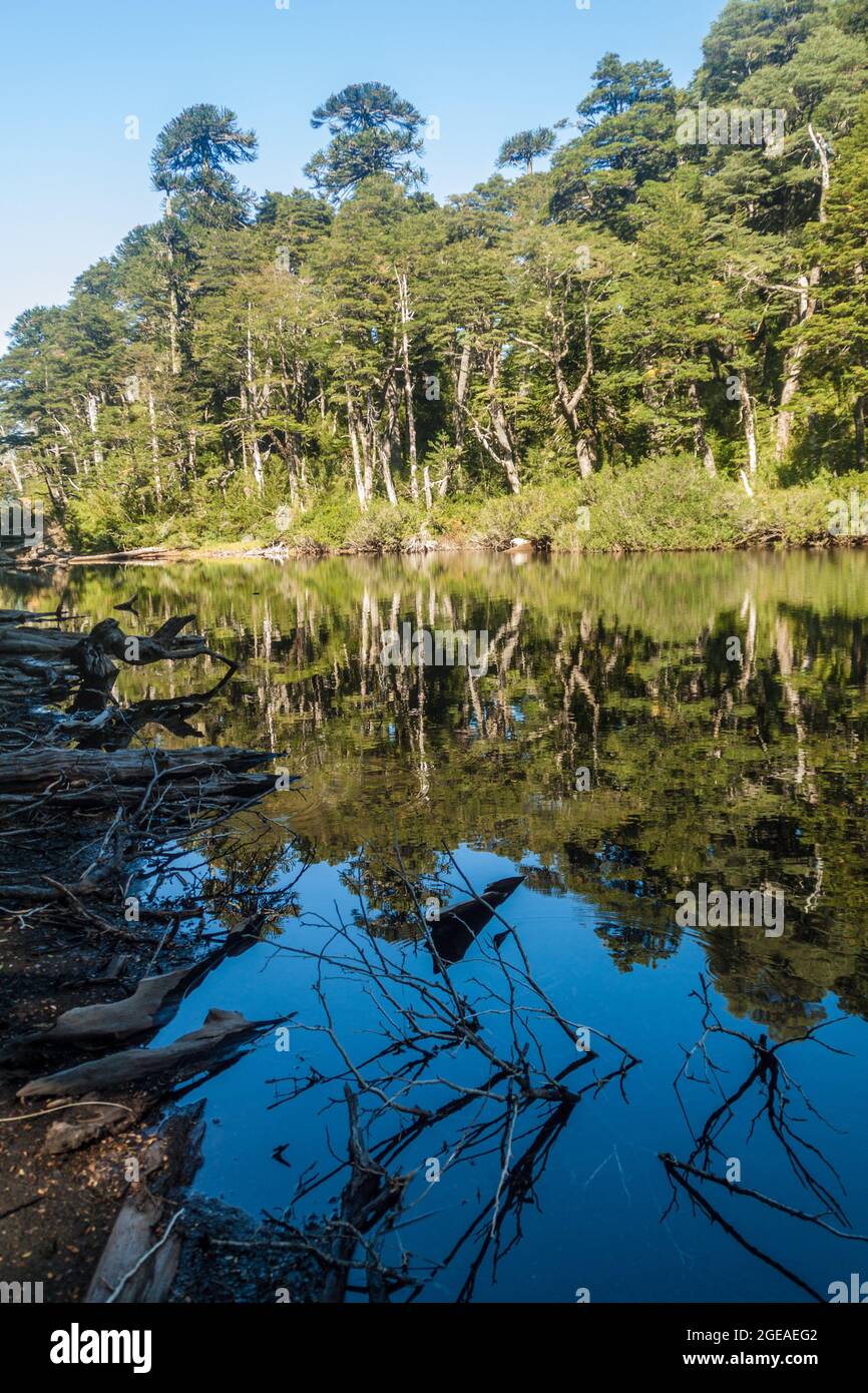 Lago Chico lake in National Park Huerquehue, Chile Stock Photo - Alamy