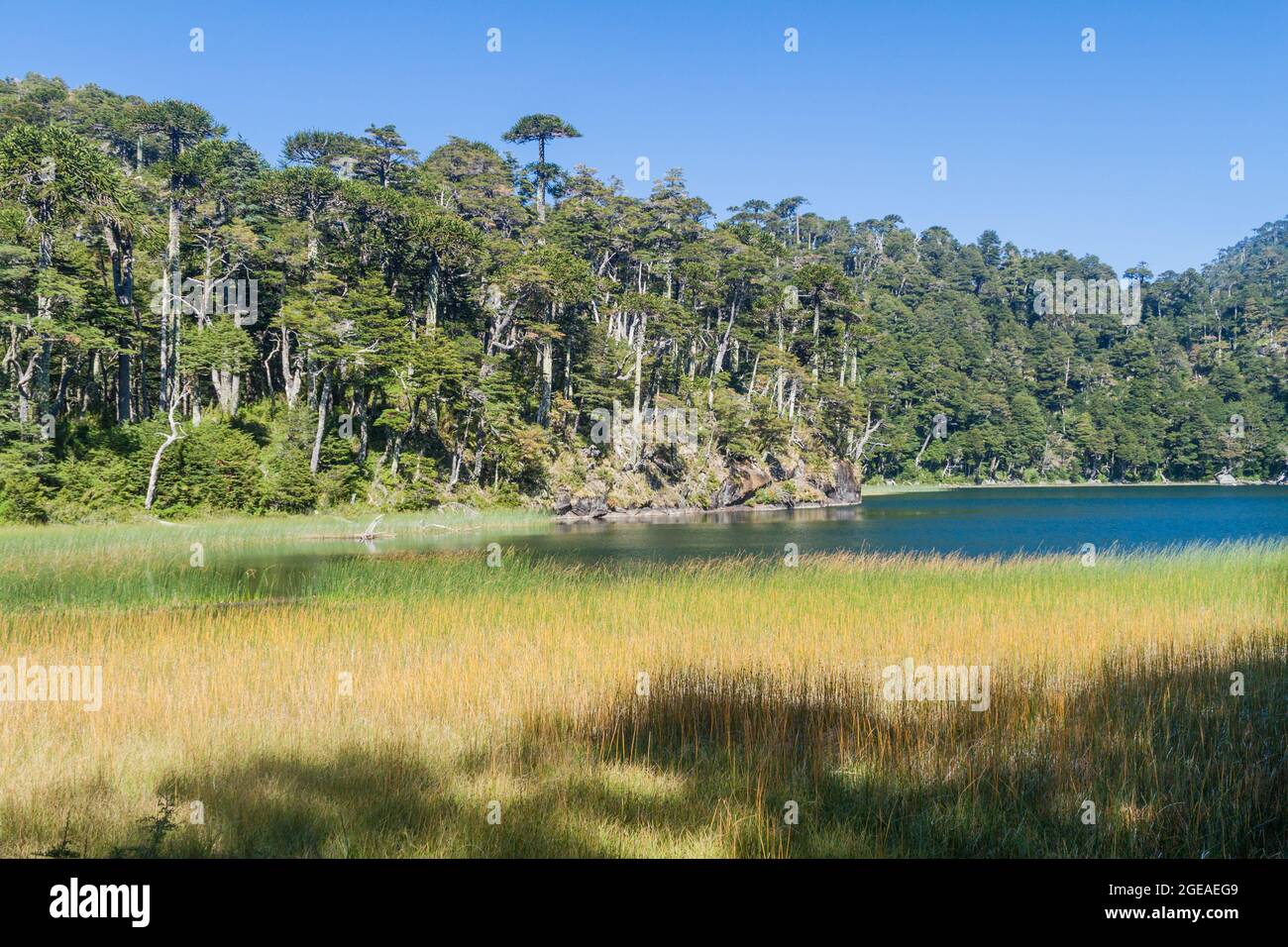 Lago Verde lake in National Park Huerquehue, Chile Stock Photo - Alamy