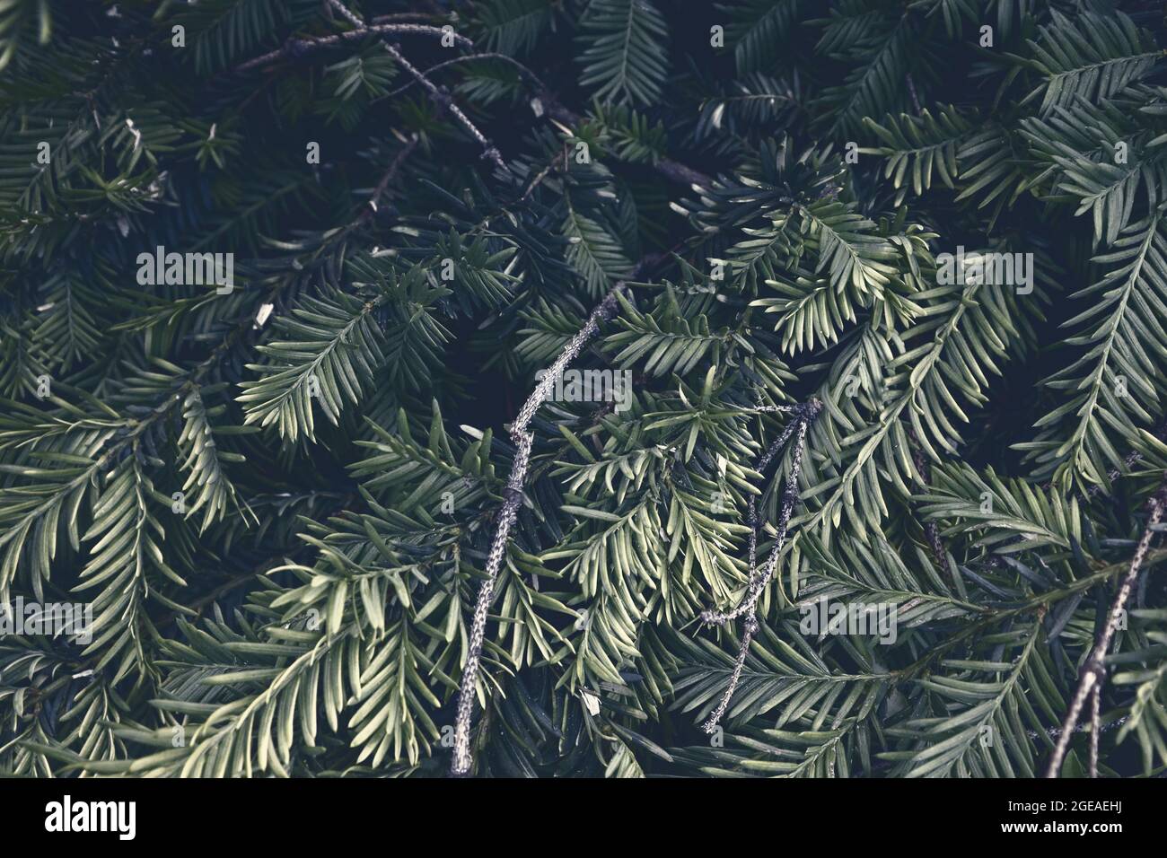 Beautiful green tree texture. Art design decor for holiday background ...