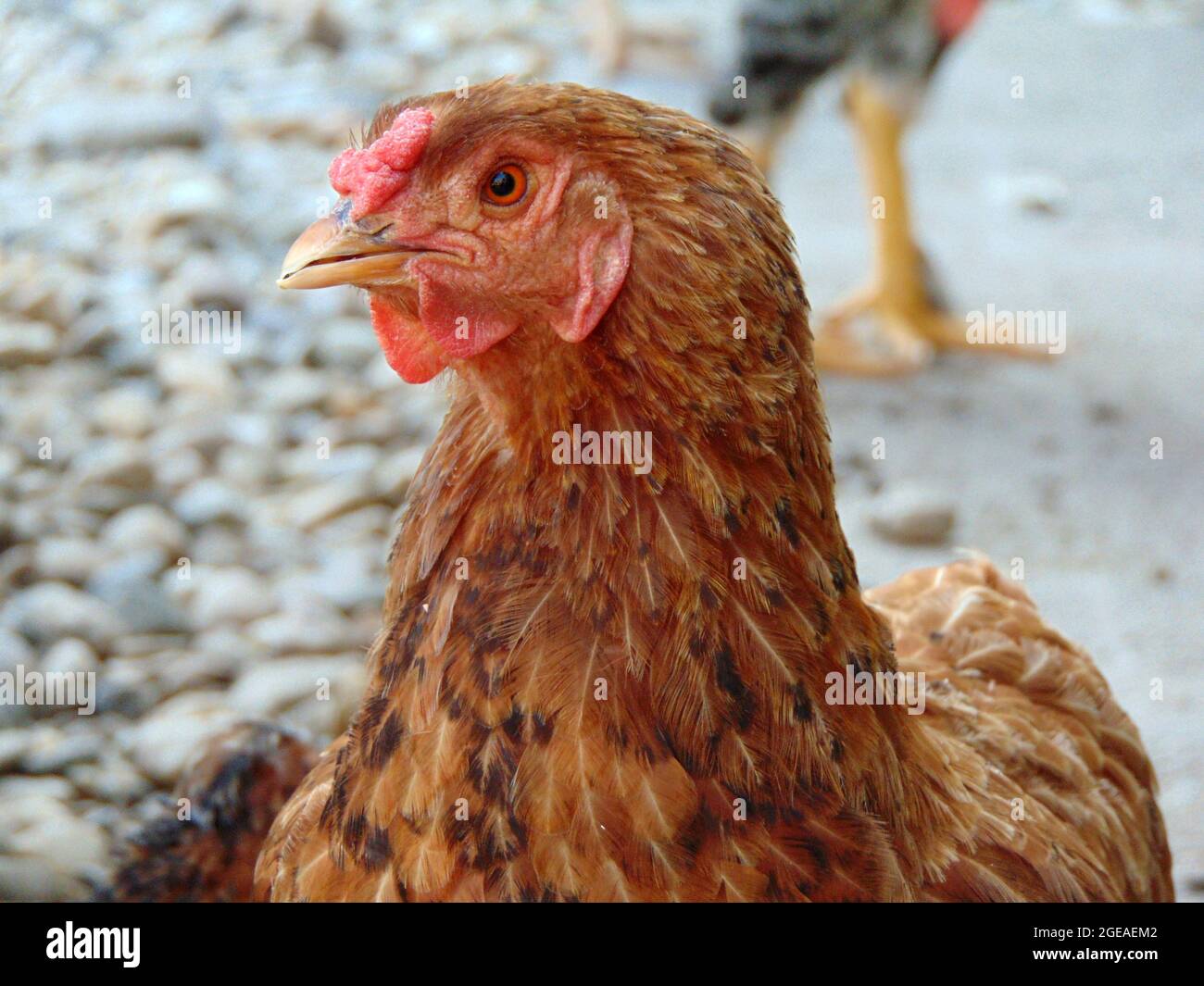 hen at farm in Maramures, Romania Stock Photo - Alamy