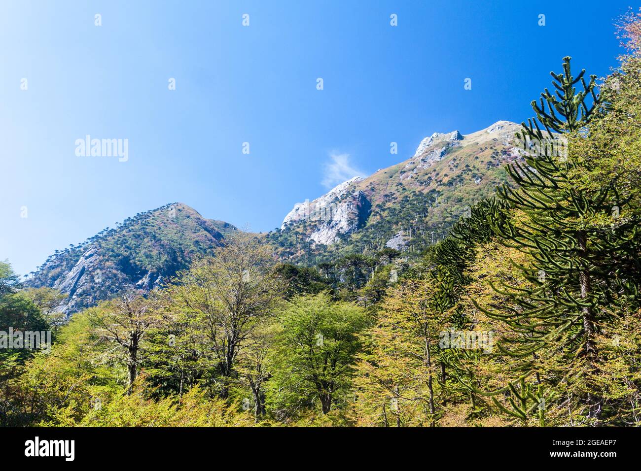 Countryside of national park Huerquehue, Chile Stock Photo - Alamy