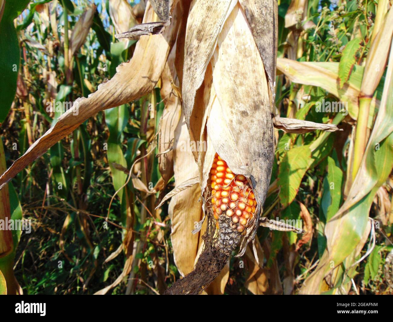 corn at farm in Maramures, Romania Stock Photo - Alamy