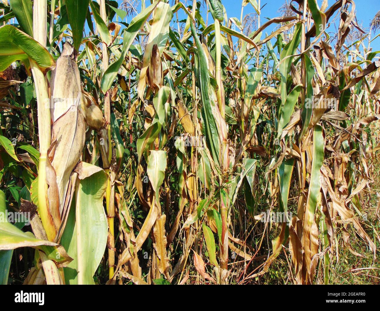 corn at farm in Maramures, Romania Stock Photo - Alamy