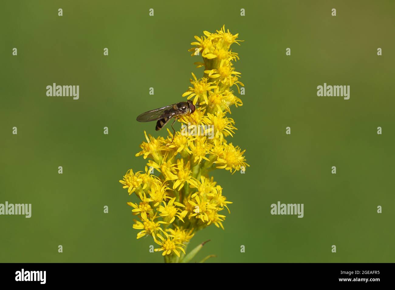 Female hoverfly Meliscaeva auricollis, family hoverflies (Syrphidae) on ...