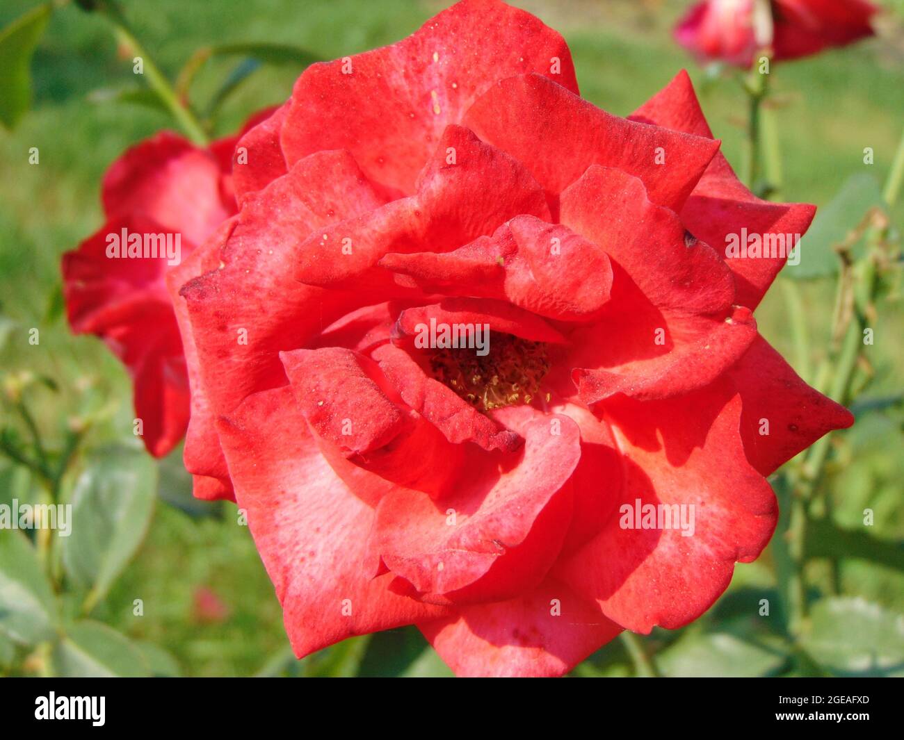 flower in the garden - Maramures Stock Photo - Alamy