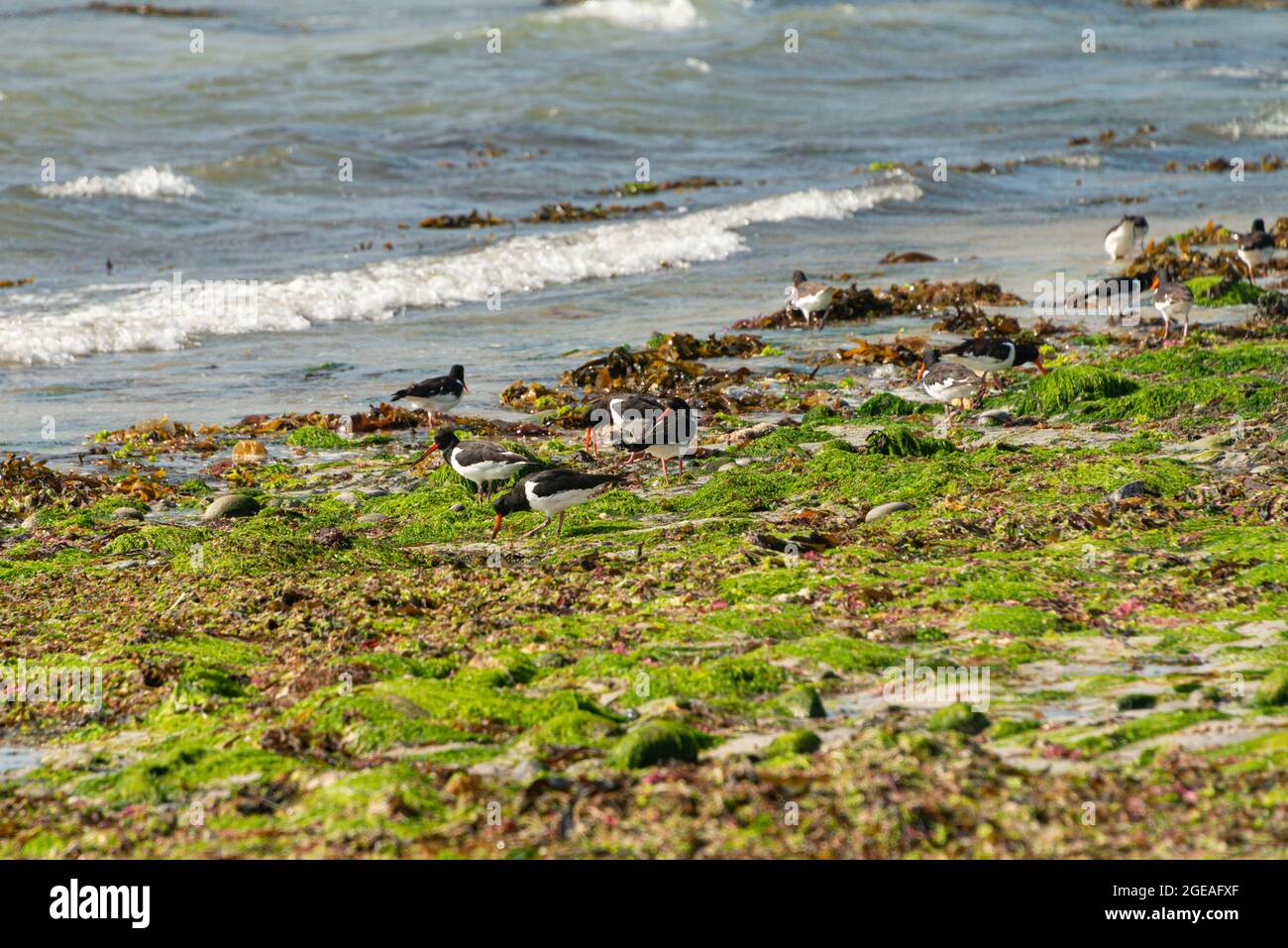 Oystercatchers (Haematopus ostralegus) on Porthloo Beach, St Mary's ...