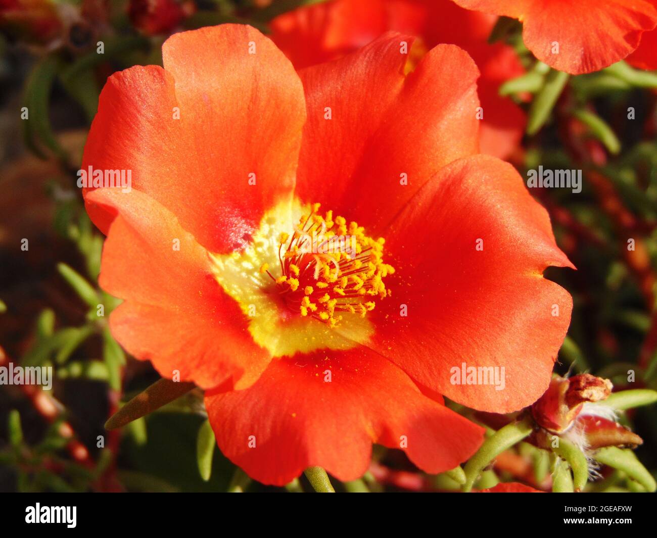 flower in the garden - Maramures Stock Photo - Alamy