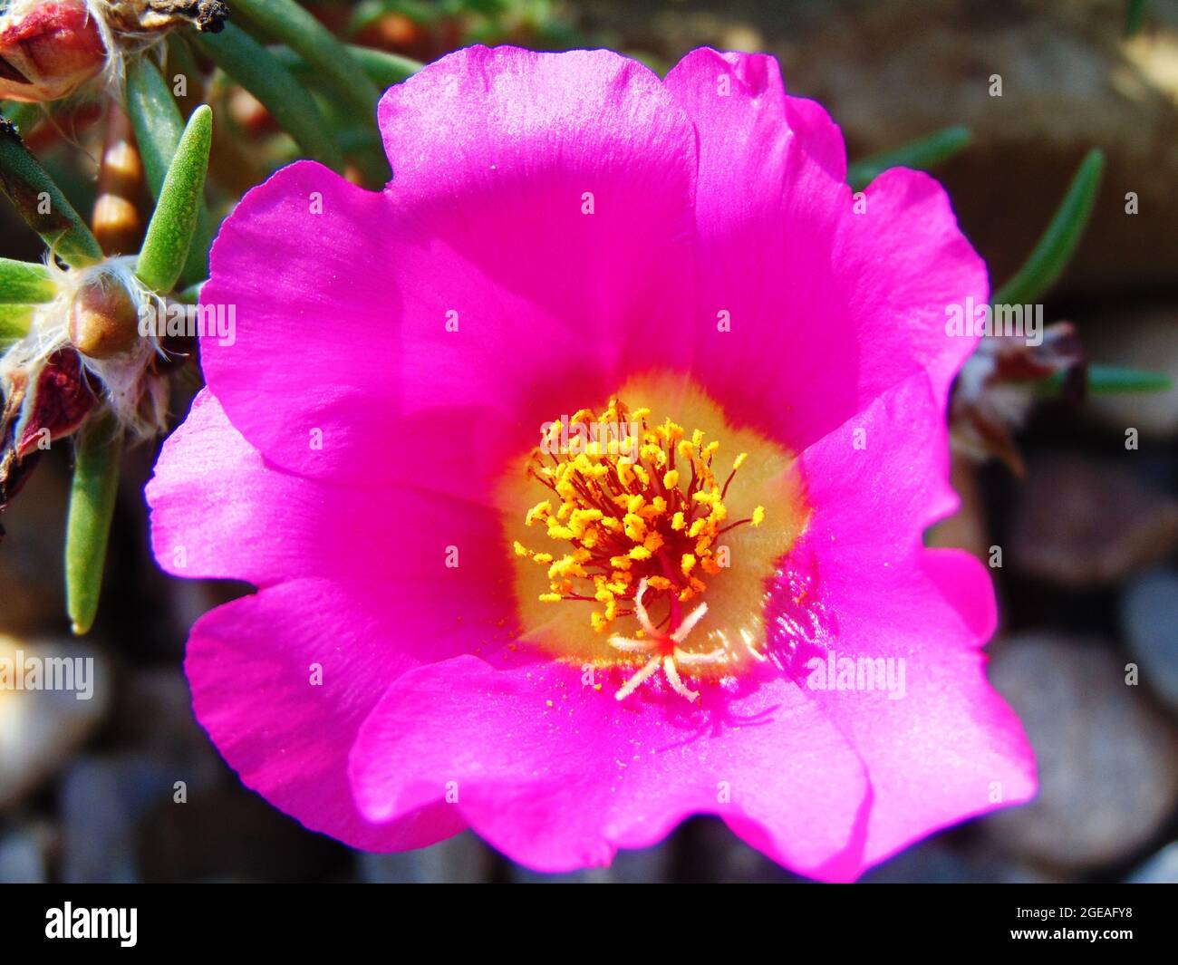 flower in the garden - Maramures Stock Photo - Alamy
