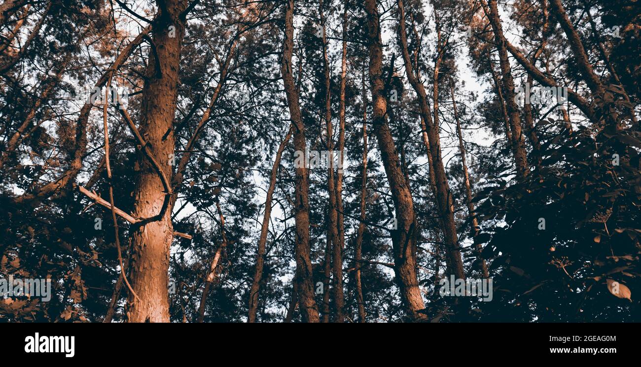 Beautiful pines backdrop. Natural banner concept. Green forest ...