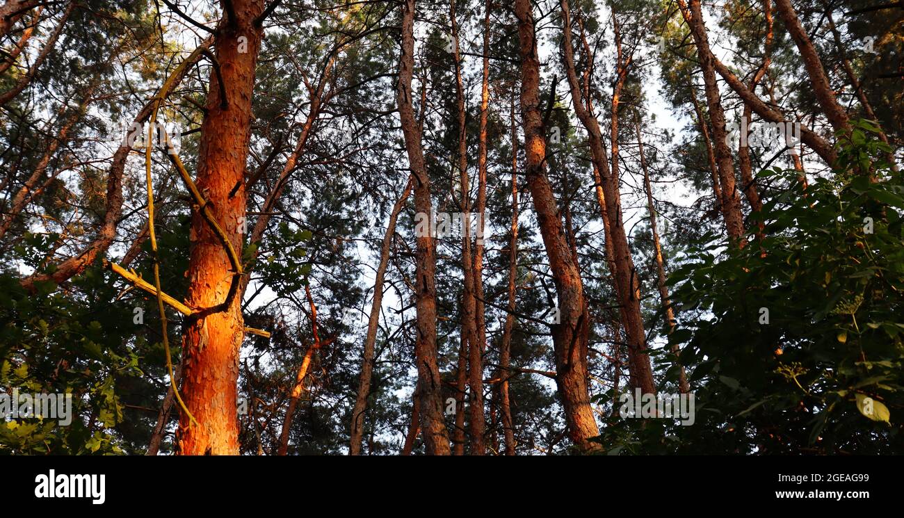 Beautiful pines backdrop. Natural banner concept. Green forest ...