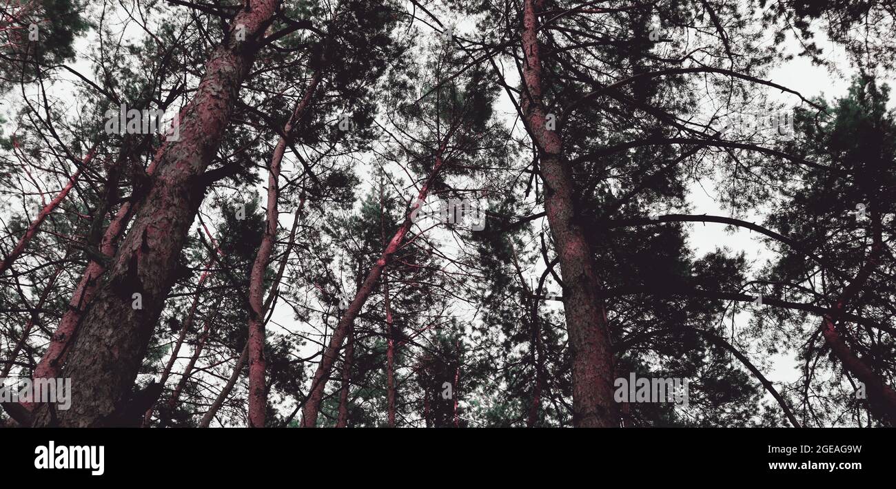 Beautiful nature scenic backdrop. Pine forest landscape. Pines ...