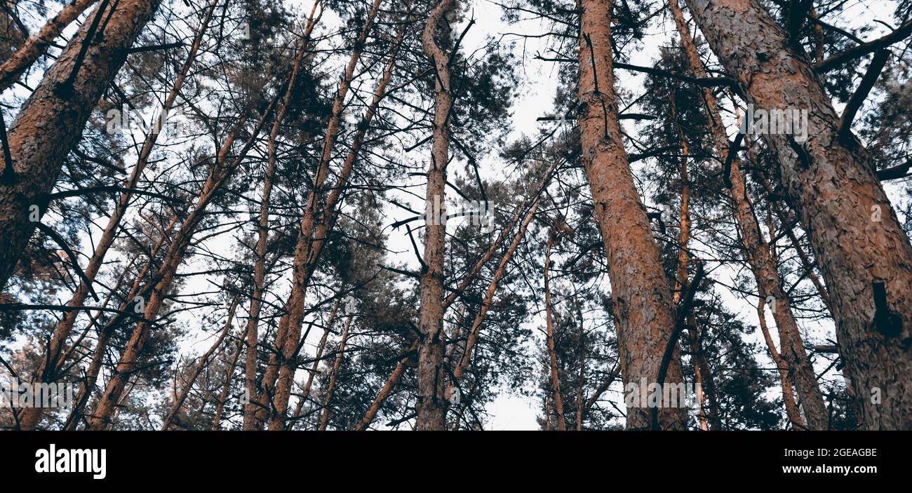 Green forest backdrop. Beautiful pine grove wallpaper. Nature ...