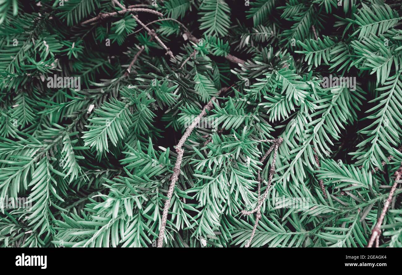 Beautiful green tree texture. Art design decor for holiday background ...