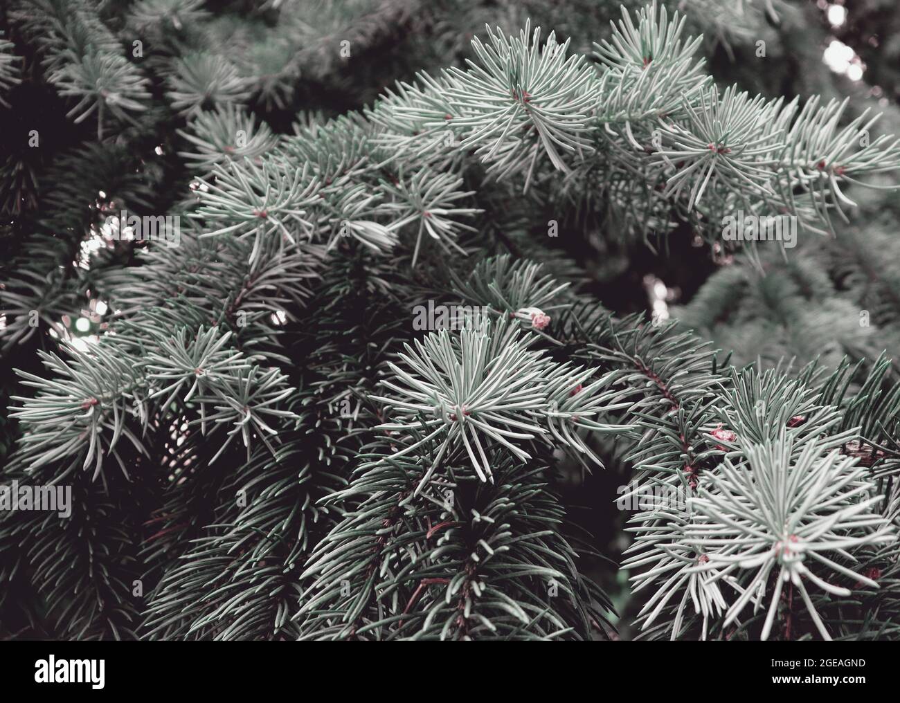 Beautiful green fir-tree texture. Art design decor for holiday ...
