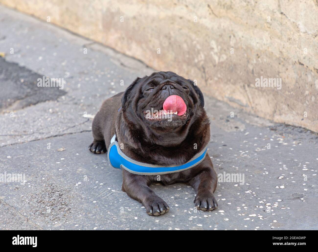 Black Pug Laying Down and Tongue Hanging Out Stock Photo - Alamy