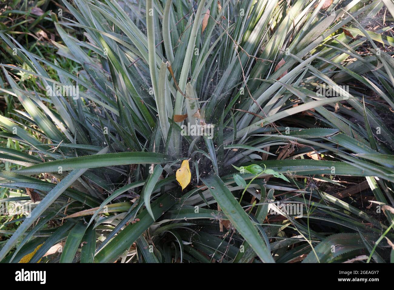 Pineapple tree (Ananas comosus) with a natural background. Exotic ...