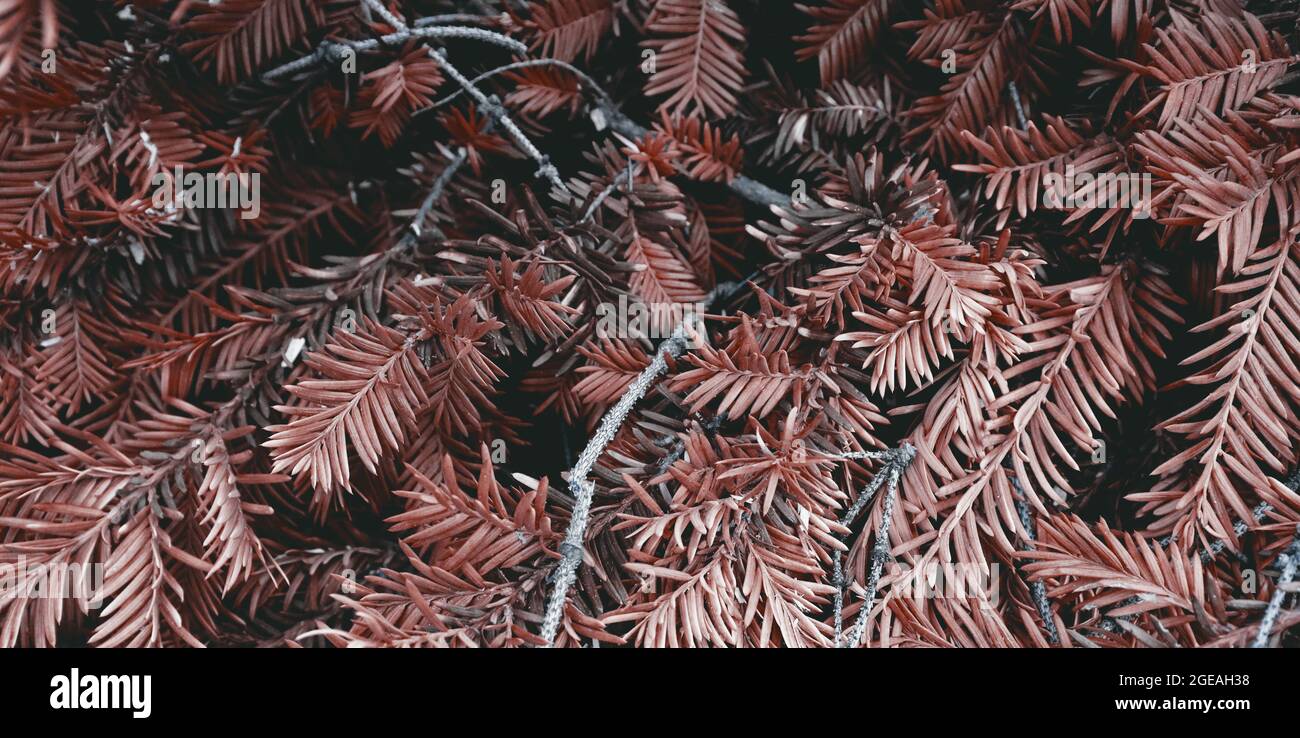 Beautiful green tree texture. Art design decor for holiday background ...