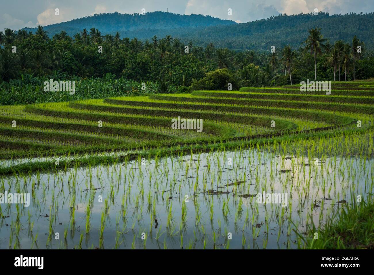 Harvesting rice paddies hi-res stock photography and images - Alamy