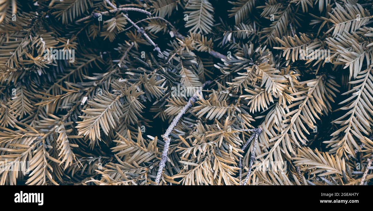 Beautiful green tree texture. Art design decor for holiday background ...