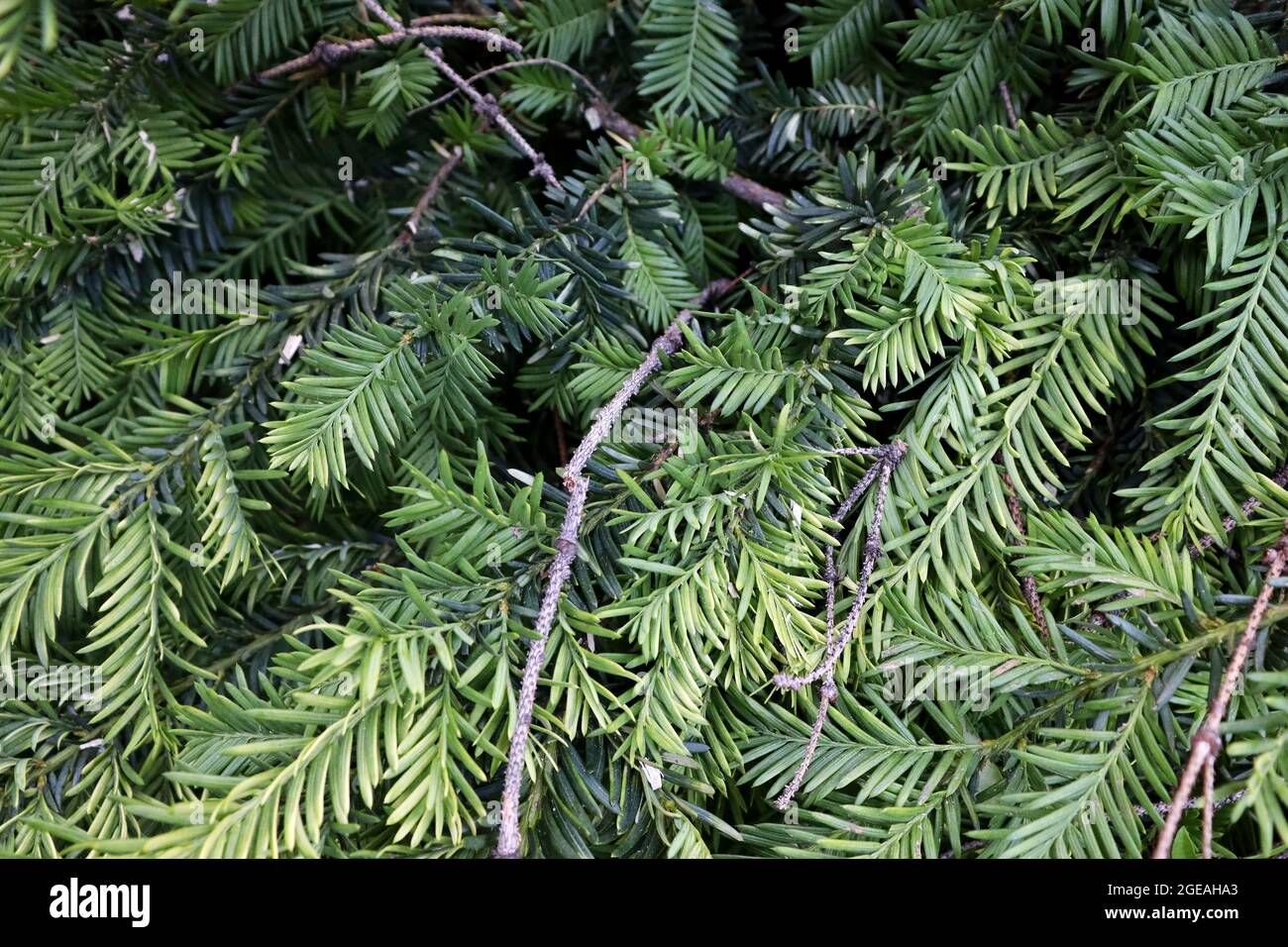 Beautiful green tree texture. Art design decor for holiday background ...