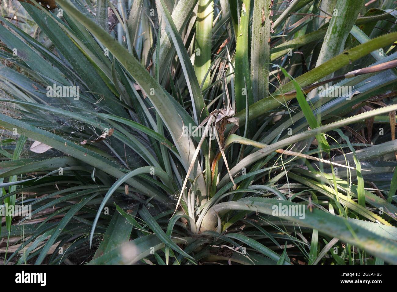 Pineapple tree (Ananas comosus) with a natural background. Exotic ...