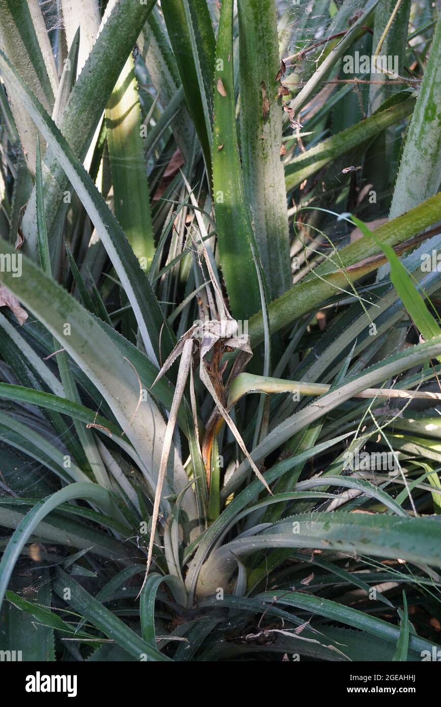 Pineapple tree (Ananas comosus) with a natural background. Exotic ...