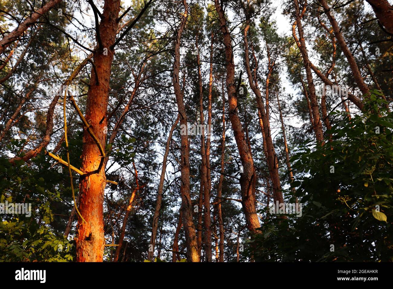 Beautiful pines backdrop. Natural banner concept. Green forest ...