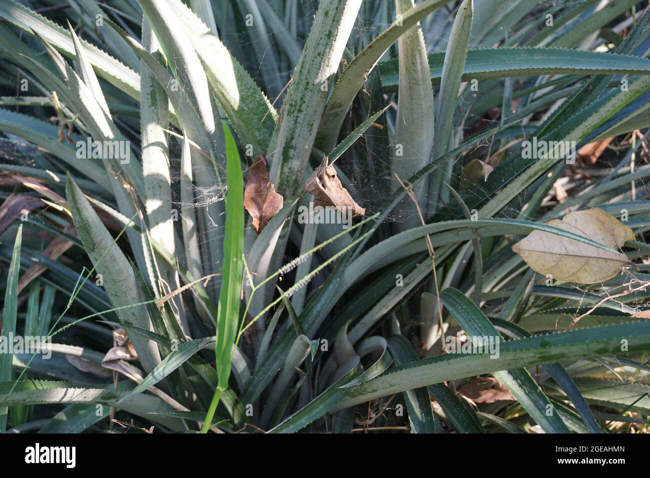 Pineapple tree (Ananas comosus) with a natural background. Exotic ...