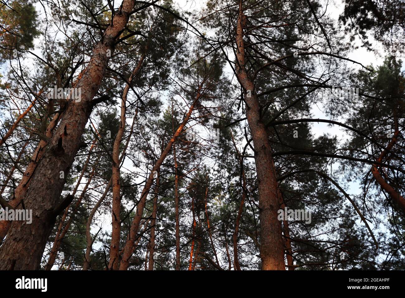 Beautiful nature scenic backdrop. Pine forest landscape. Pines ...