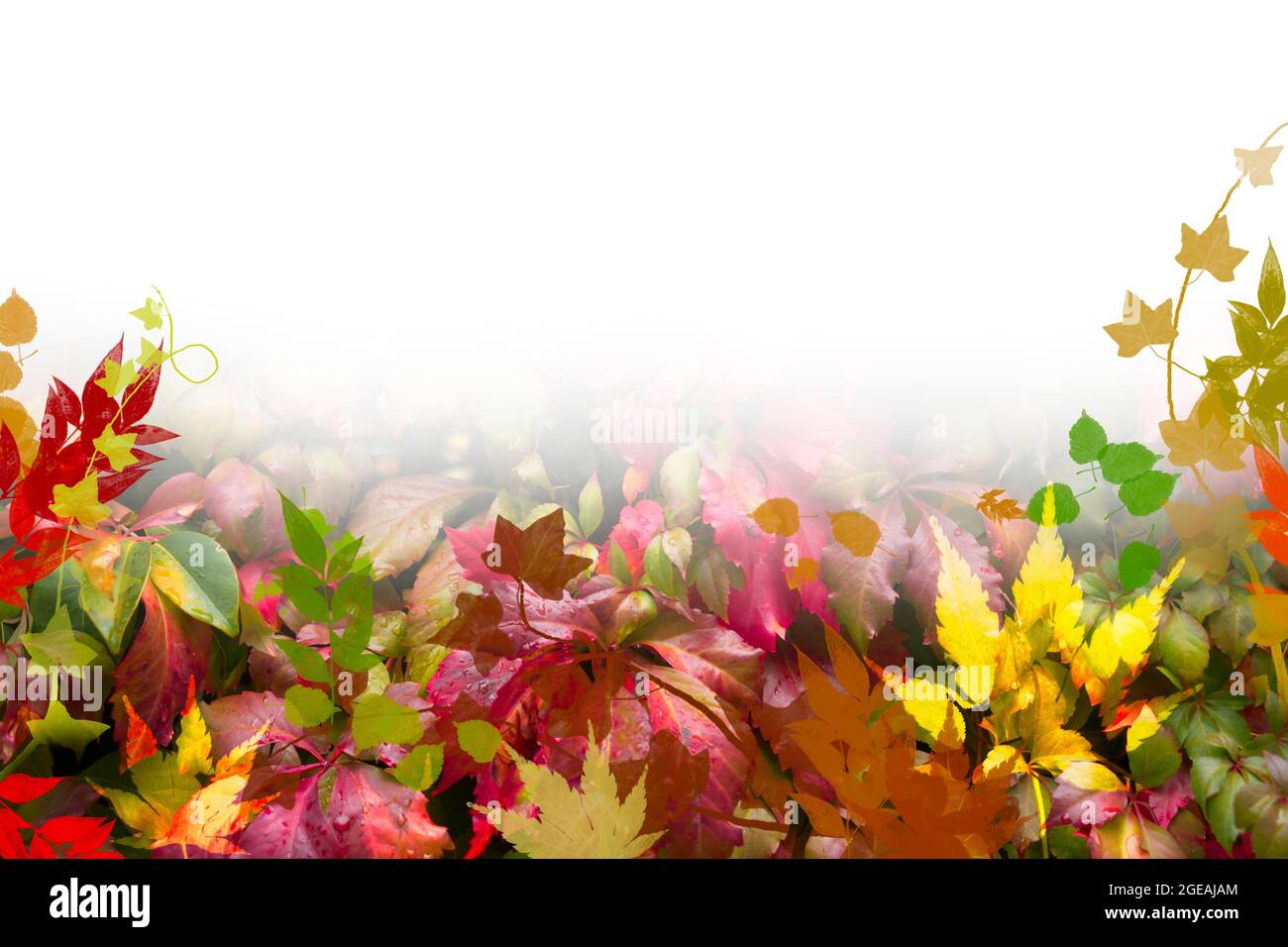 Autumn leaf design Stock Photo - Alamy