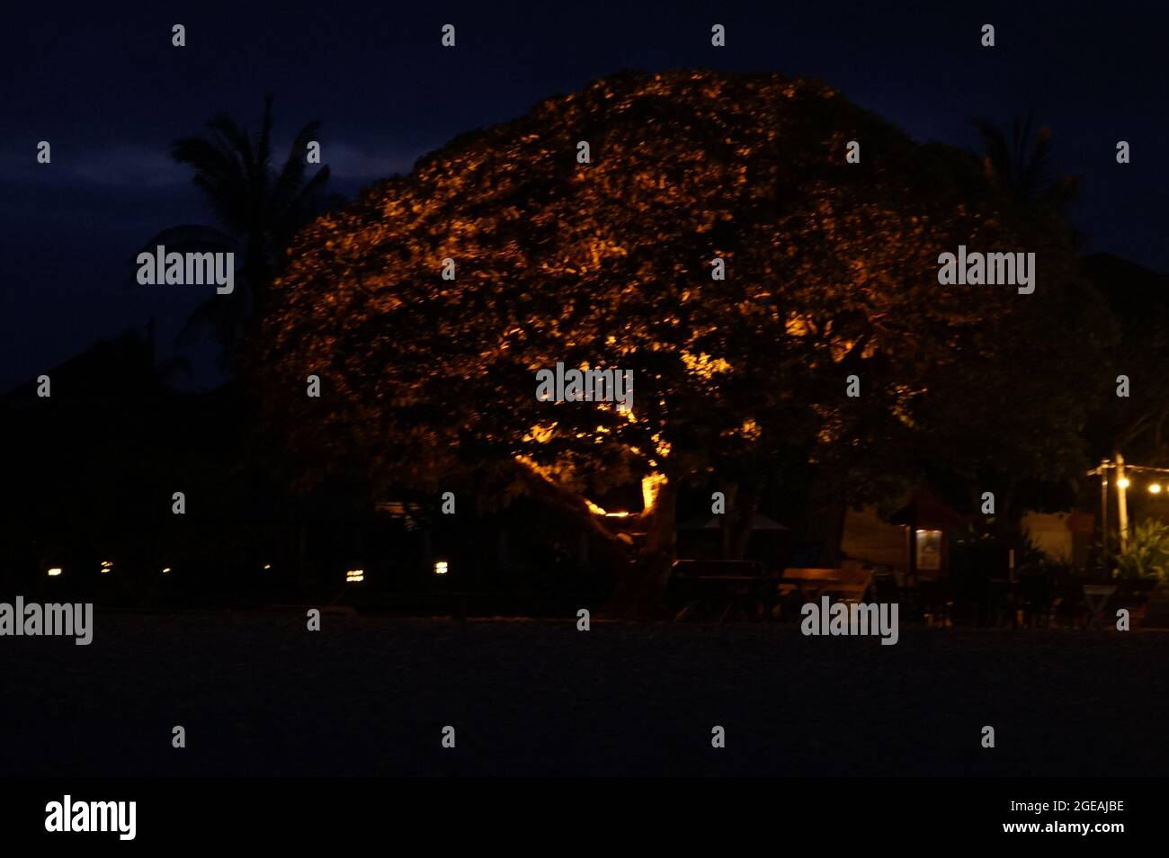 Light from inside the Tree Stock Photo - Alamy