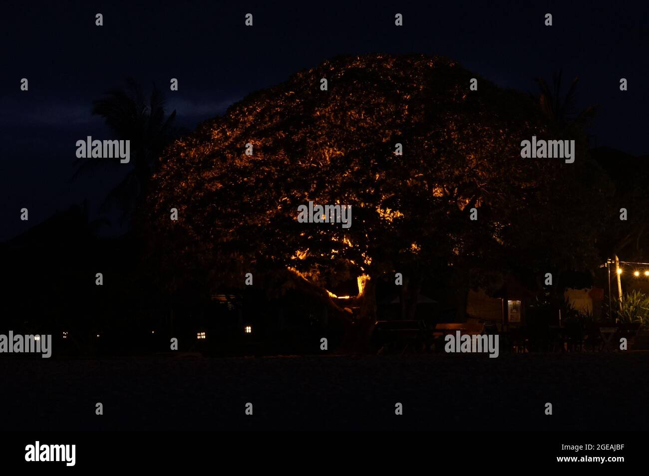 Light from inside the Tree Stock Photo - Alamy