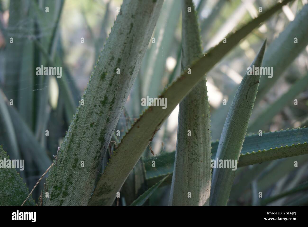 Pineapple tree (Ananas comosus) with a natural background. Exotic ...