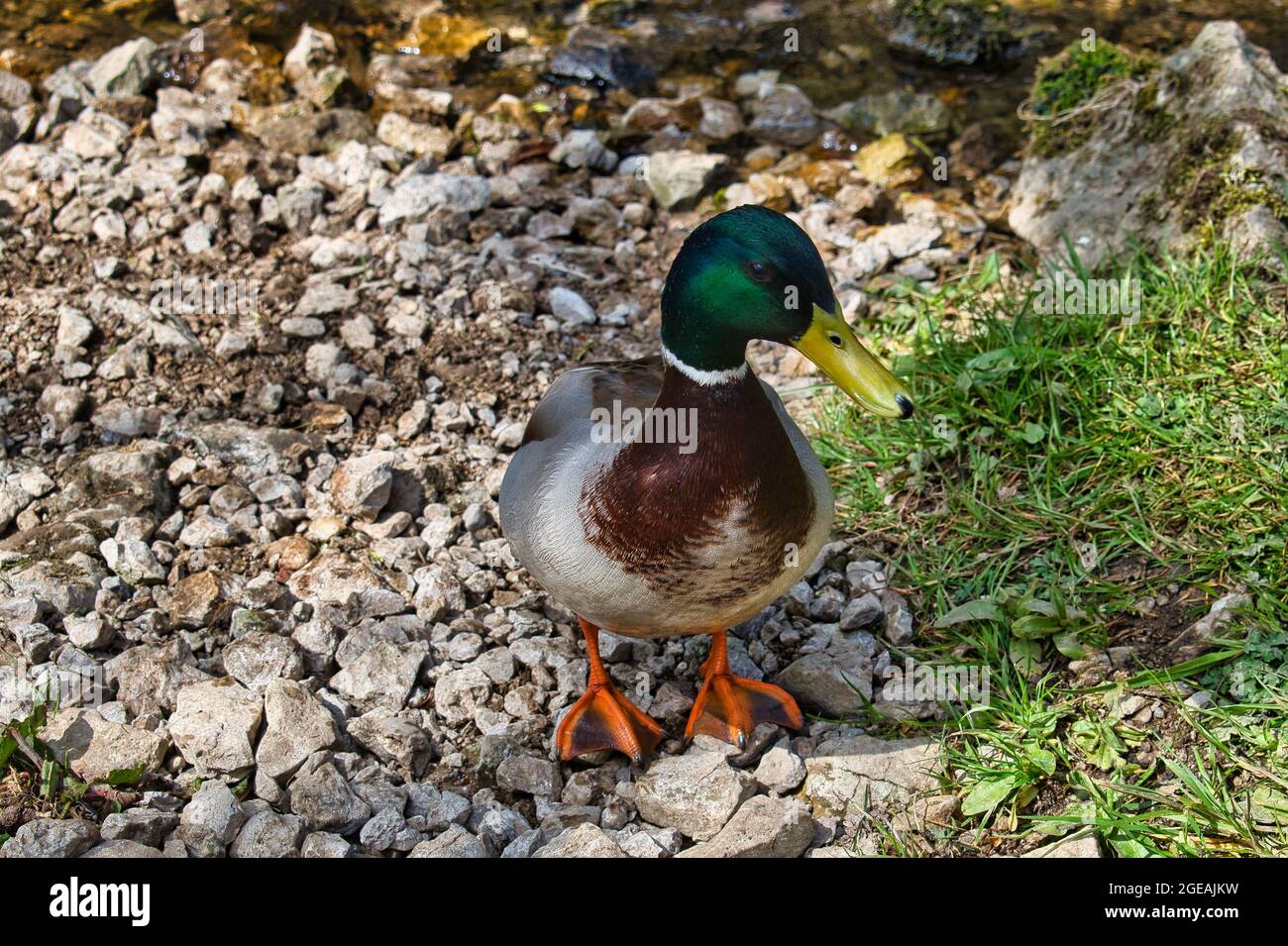 Duck in Peak District Stock Photo - Alamy