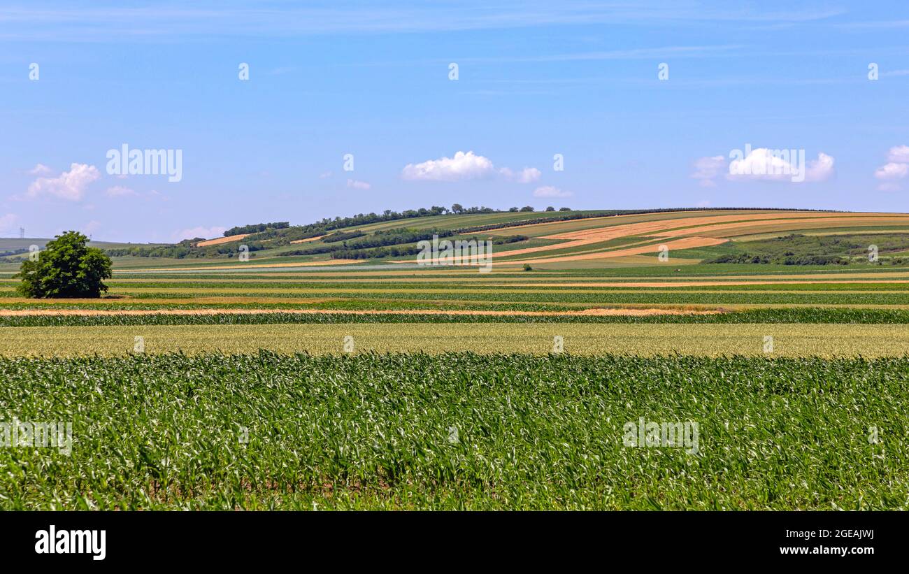 Corn Maize Green Fields at Sunny Spring Day Stock Photo - Alamy