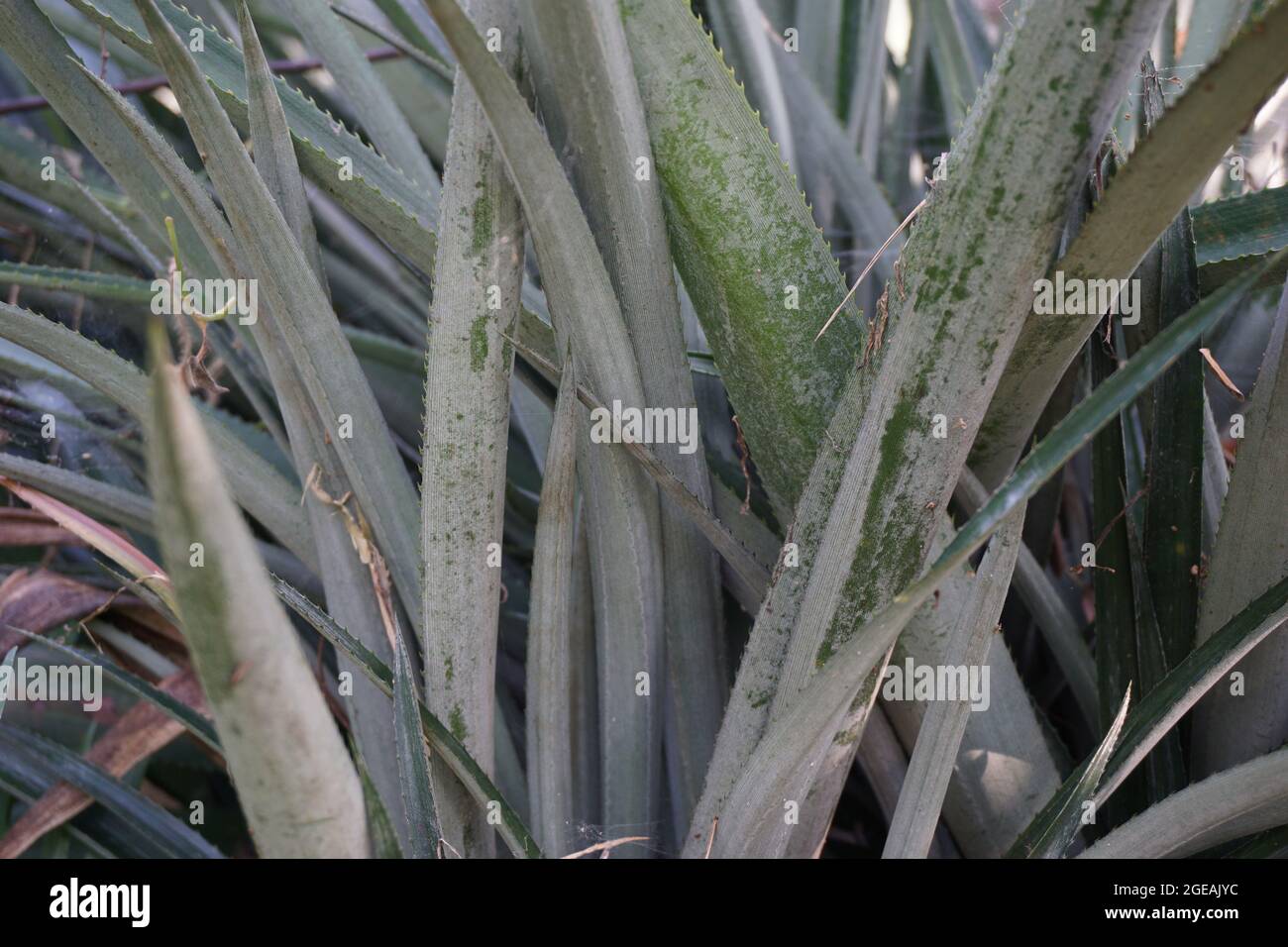 Pineapple tree (Ananas comosus) with a natural background. Exotic ...