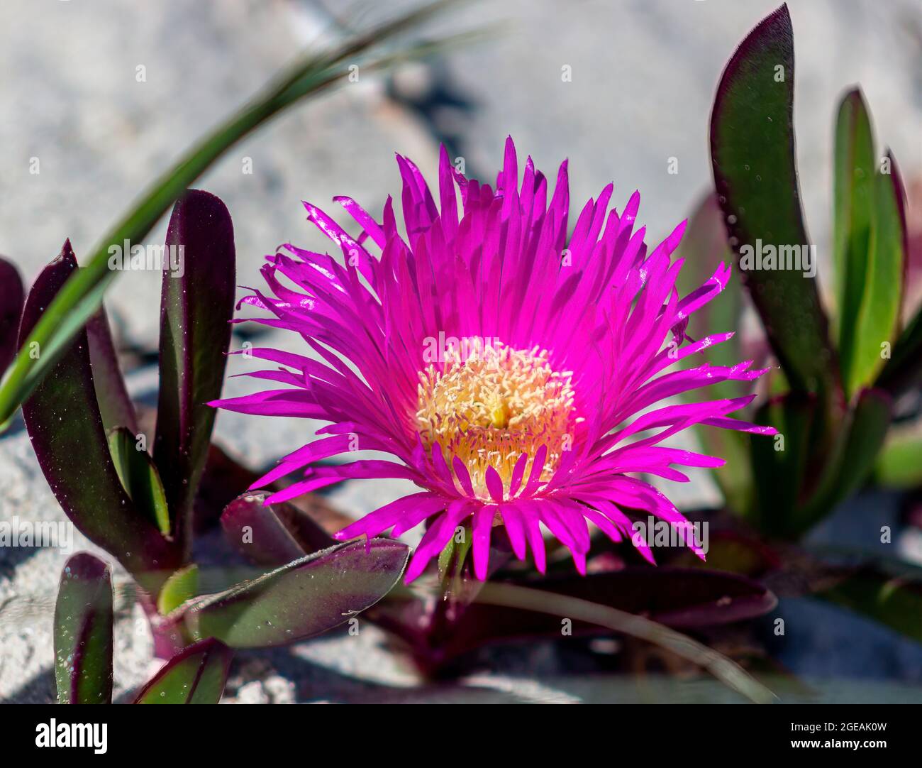 Carpobrotus Edulis or more commonly known as the Sour Fig photographed ...