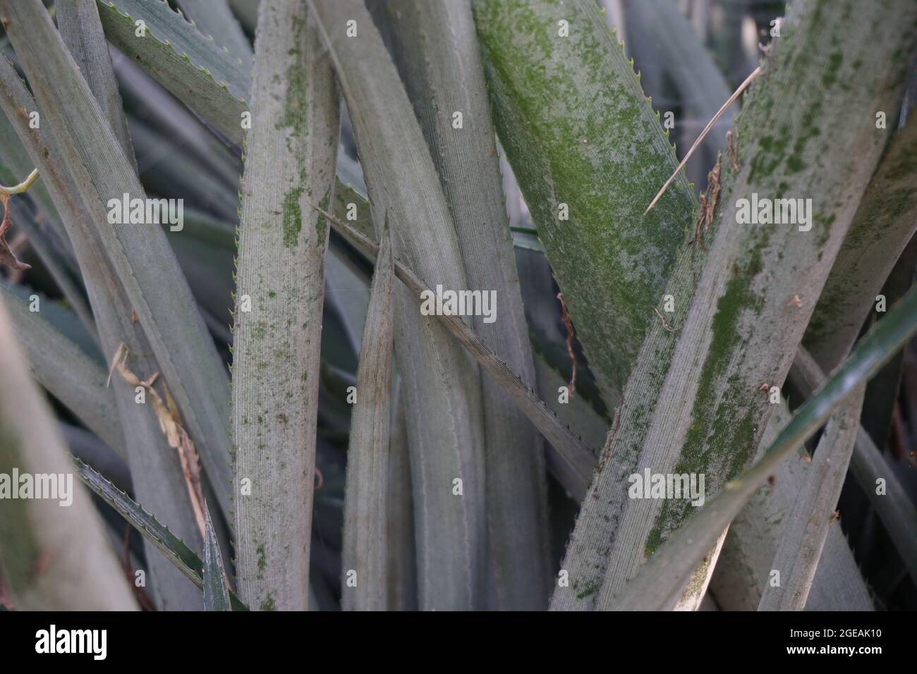 Pineapple tree (Ananas comosus) with a natural background. Exotic ...
