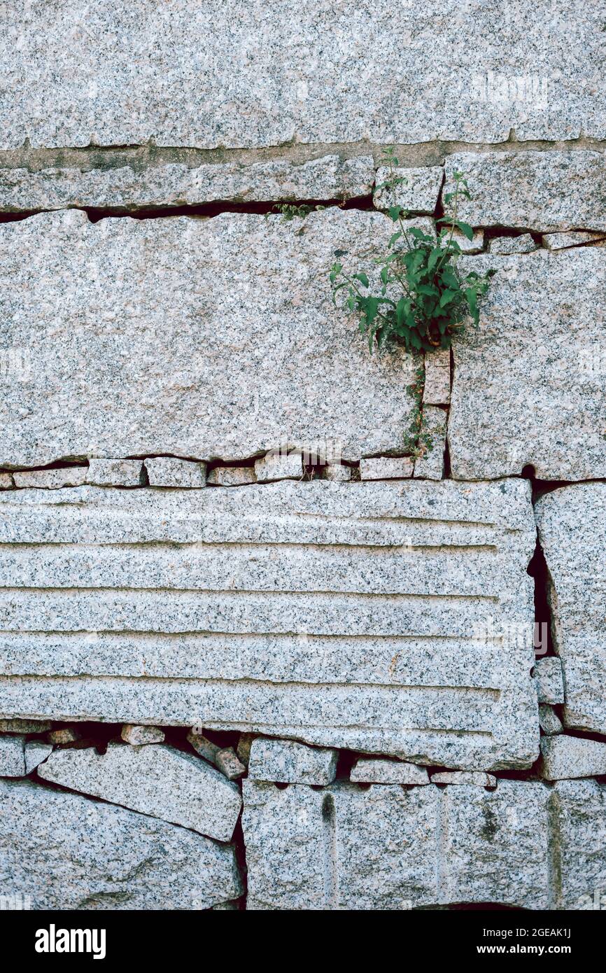Texture of a wall made of stones with a tiny plant Stock Photo - Alamy